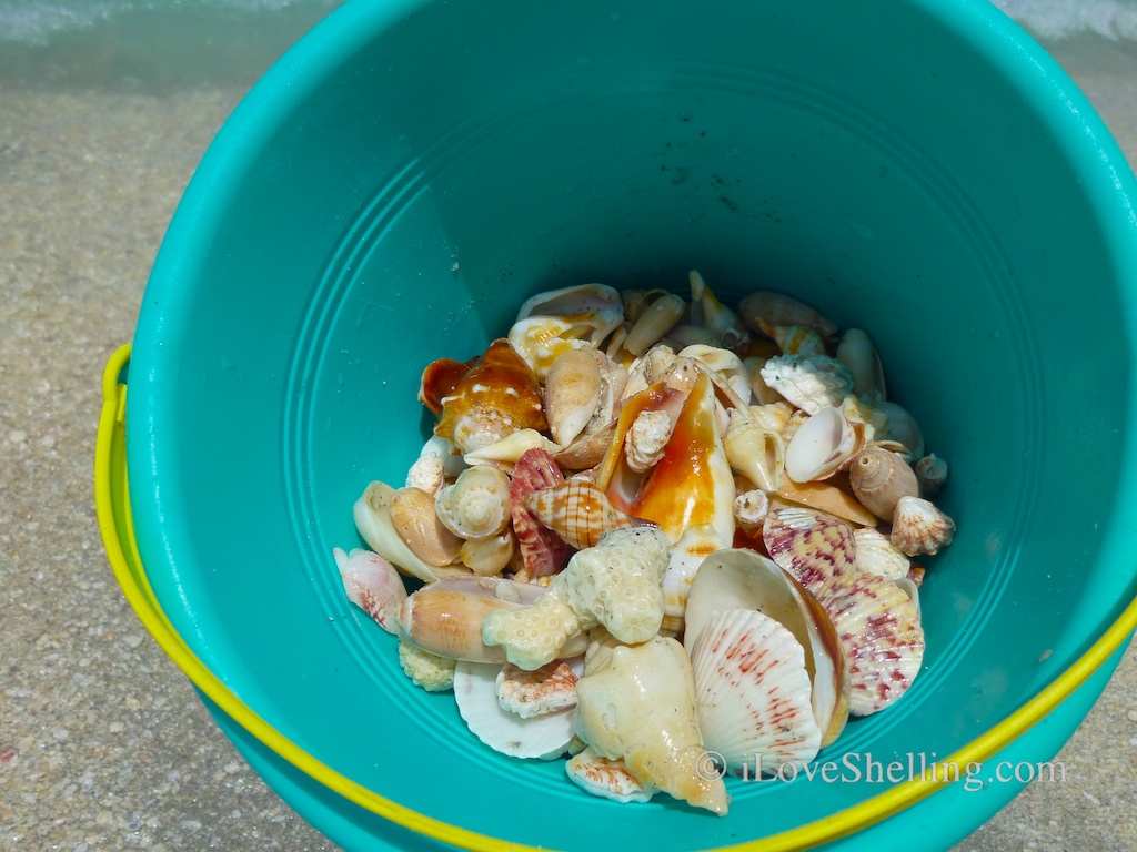 Finding A Pot Of Gold | I Love Shelling