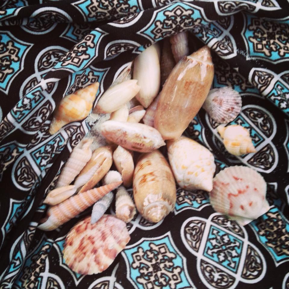Your Pictures Of Shelling This Week! | I Love Shelling