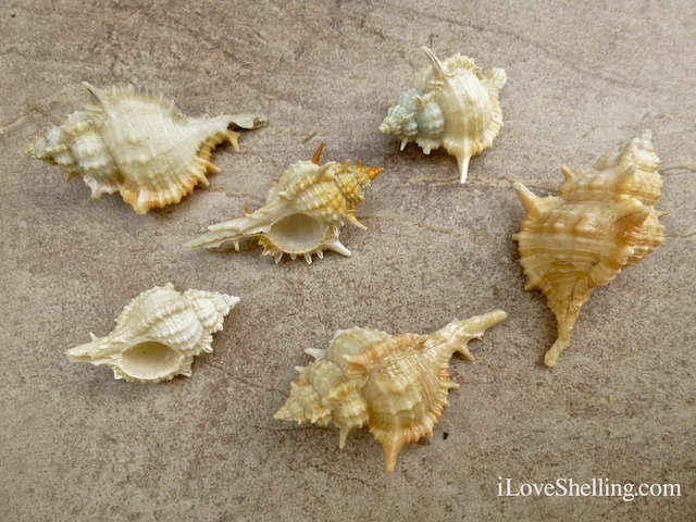 Cuban Caribbean Shell Identification | I Love Shelling