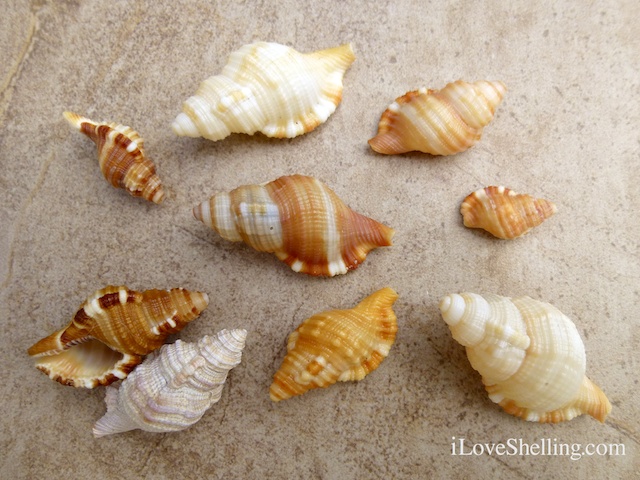 Cuban Caribbean Shell Identification | I Love Shelling