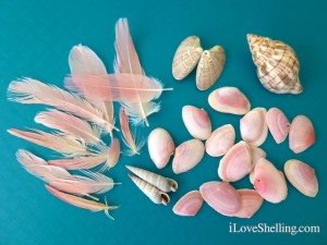 Shelltastic Southwest Florida Vacation GiveAway! | I Love Shelling
