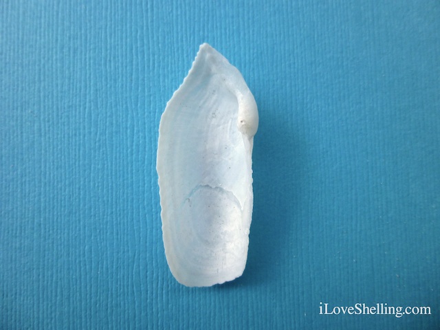 True Or False Angel Wings | I Love Shelling