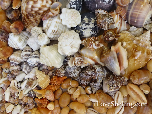 Seashells Collected From Guantanamo Bay Cuba | I Love Shelling