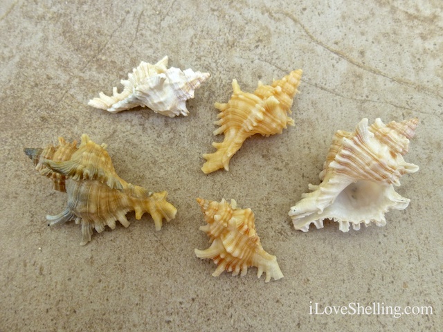 Cuban Caribbean Shell Identification | I Love Shelling