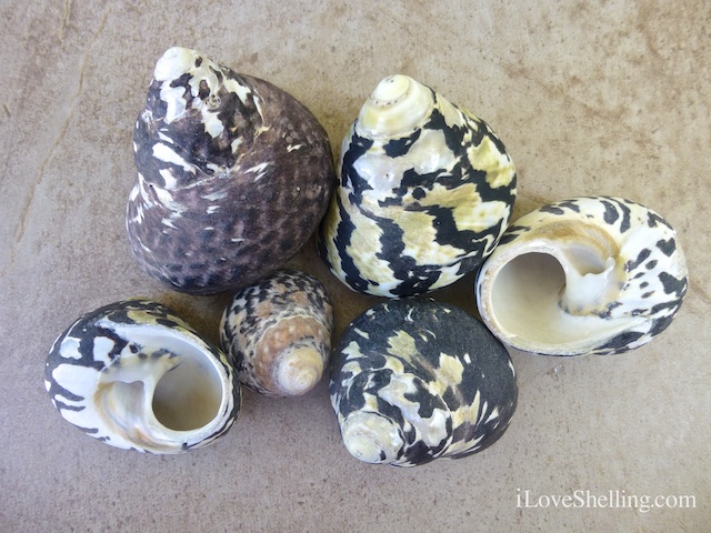 Seashells Collected From Guantanamo Bay Cuba | I Love Shelling