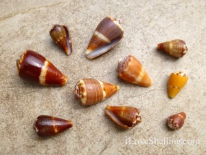 Cuban Caribbean Shell Identification | I Love Shelling