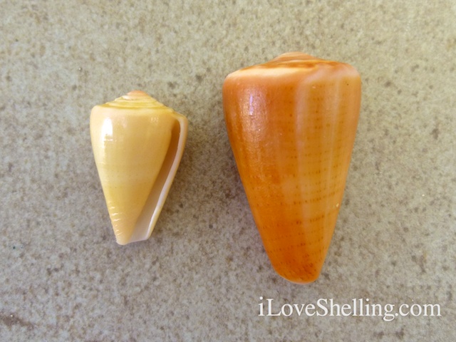 Seashells Collected From Guantanamo Bay Cuba | I Love Shelling