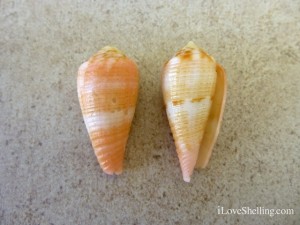 Seashells Collected From Guantanamo Bay Cuba | I Love Shelling