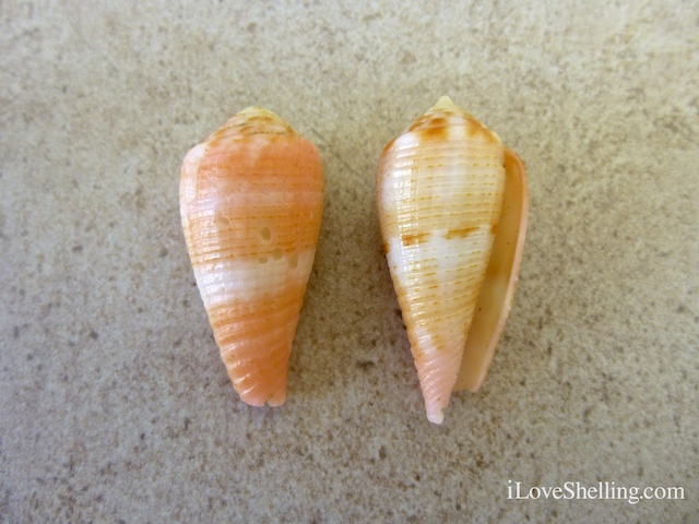 Seashells Collected From Guantanamo Bay Cuba | I Love Shelling