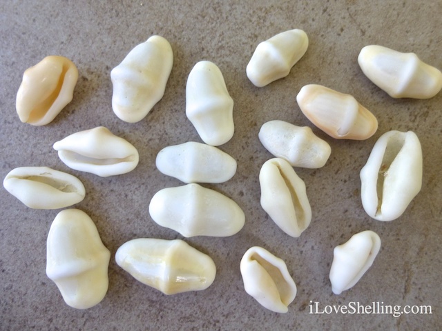 Seashells Collected From Guantanamo Bay Cuba | I Love Shelling
