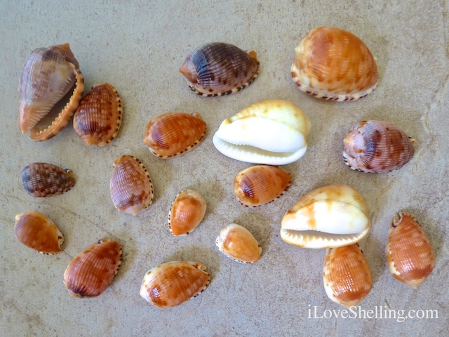 Seashells Collected From Guantanamo Bay Cuba | I Love Shelling