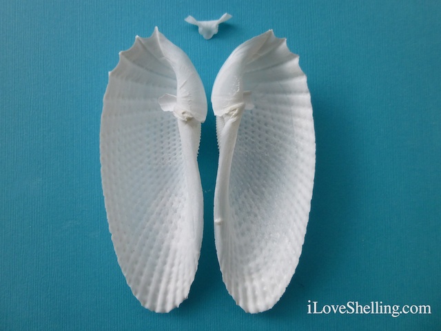 True Or False Angel Wings | I Love Shelling