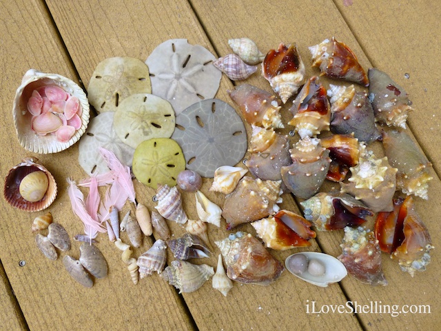 Everything’s In The Pink When You’re On The Beach | I Love Shelling
