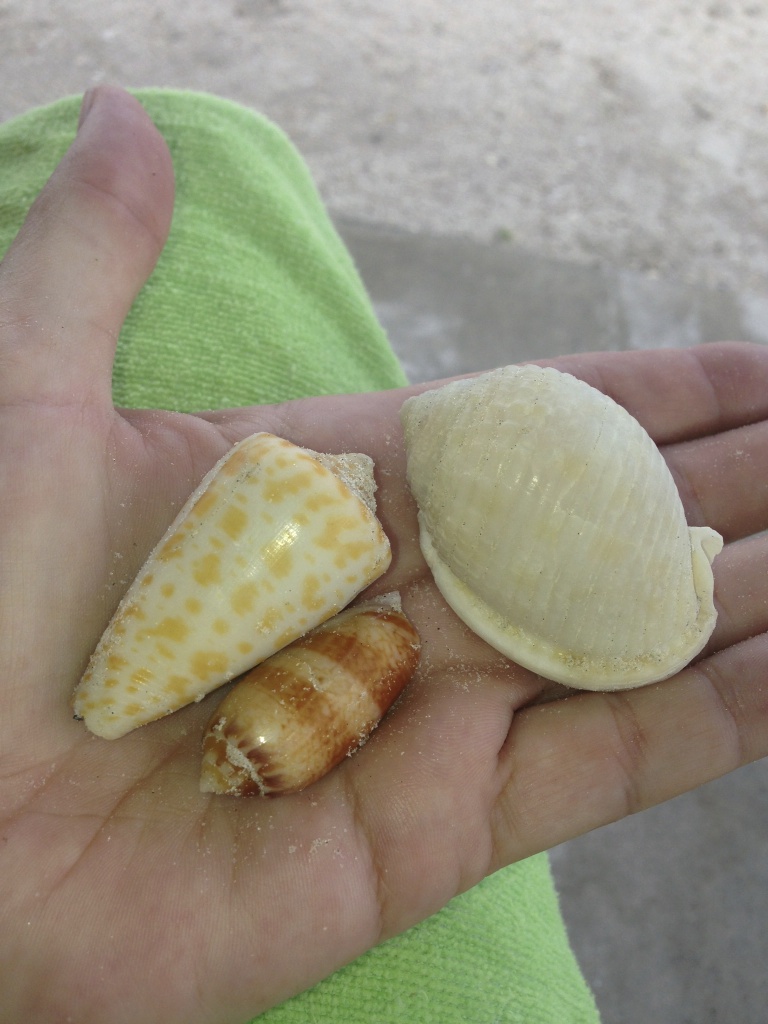 Smiling Through Days Of Summer Shelling | I Love Shelling