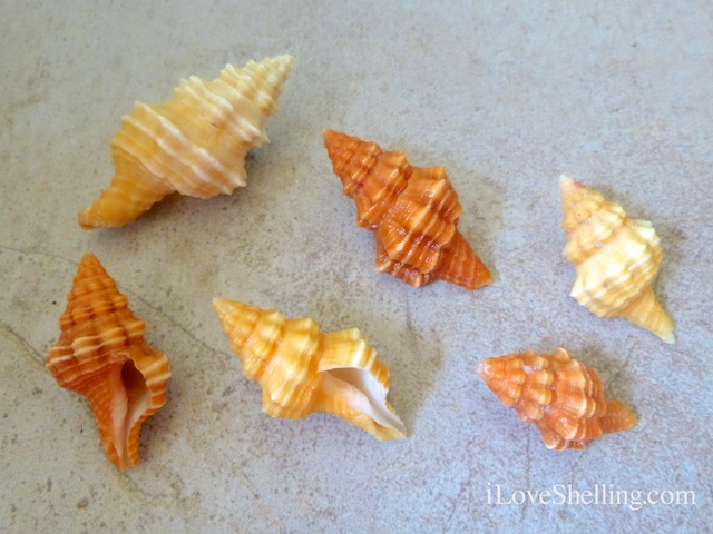 Seashells Collected From Guantanamo Bay Cuba | I Love Shelling