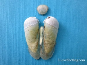 True Or False Angel Wings | I Love Shelling