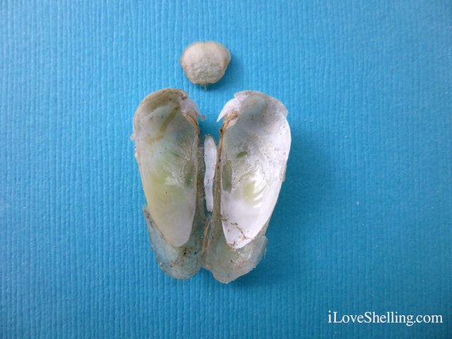 True Or False Angel Wings | I Love Shelling