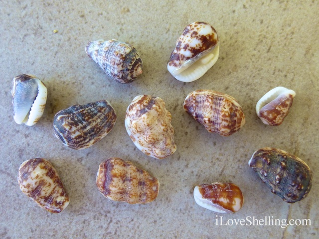 Seashells Collected From Guantanamo Bay Cuba | I Love Shelling