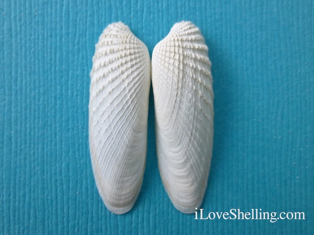 True Or False Angel Wings | i Love Shelling