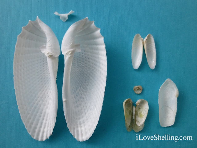 True Or False Angel Wings | I Love Shelling