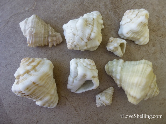 Seashells Collected From Guantanamo Bay Cuba | I Love Shelling