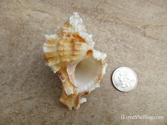 Cuban Caribbean Shell Identification | I Love Shelling