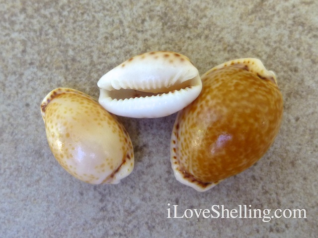 Seashells Collected From Guantanamo Bay Cuba | I Love Shelling