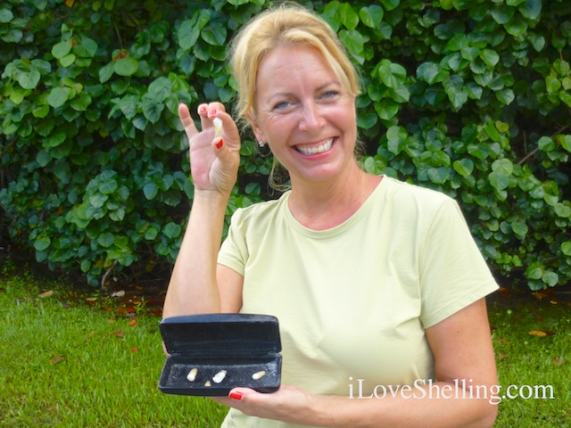 Junonias In July… Not So Boring | I Love Shelling