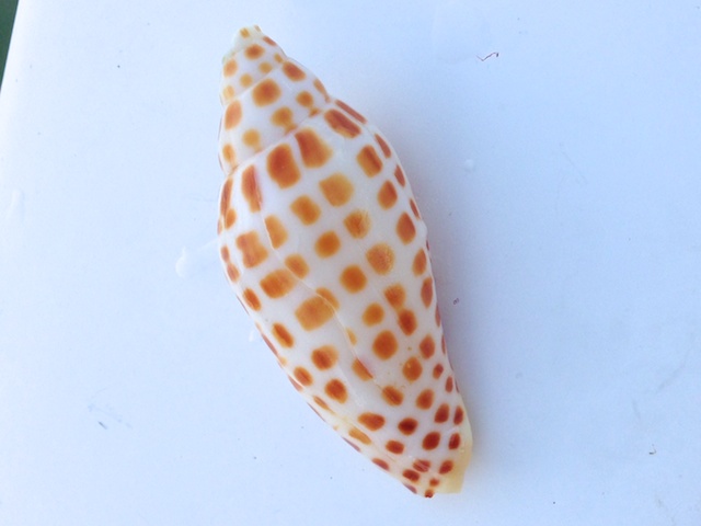 Junonias In July… Not So Boring | I Love Shelling