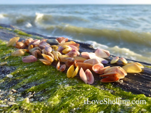 Coquina Butterfly Kisses | I Love Shelling