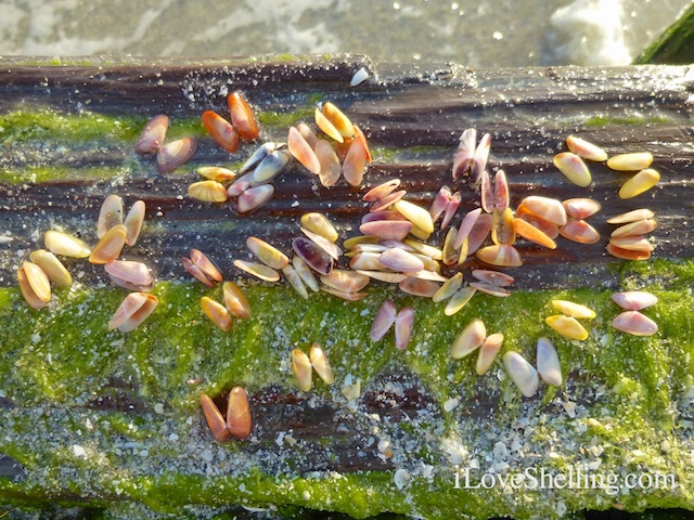 Coquina Butterfly Kisses | I Love Shelling