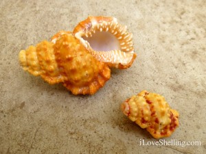 Cuban Caribbean Shell Identification | I Love Shelling