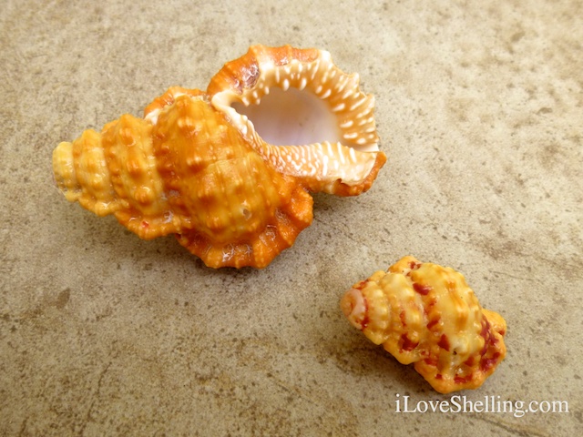 Cuban Caribbean Shell Identification | I Love Shelling