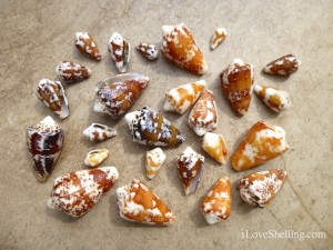 Cuban Caribbean Shell Identification | I Love Shelling