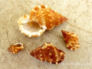 Cuban Caribbean Shell Identification | I Love Shelling