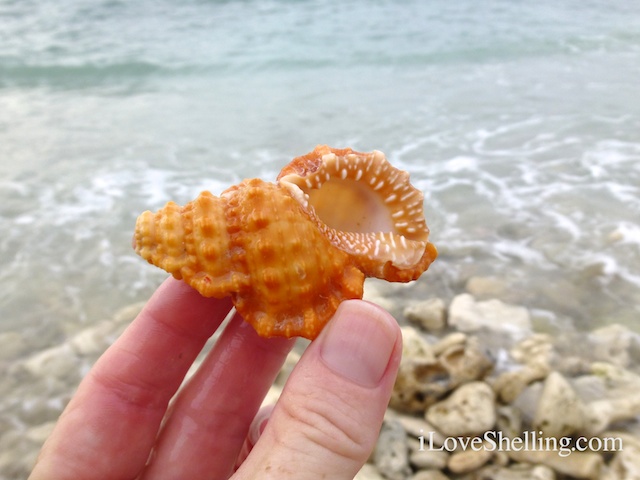 Our Weekend Collecting Seashells In Guantanamo Bay, Cuba | I Love Shelling
