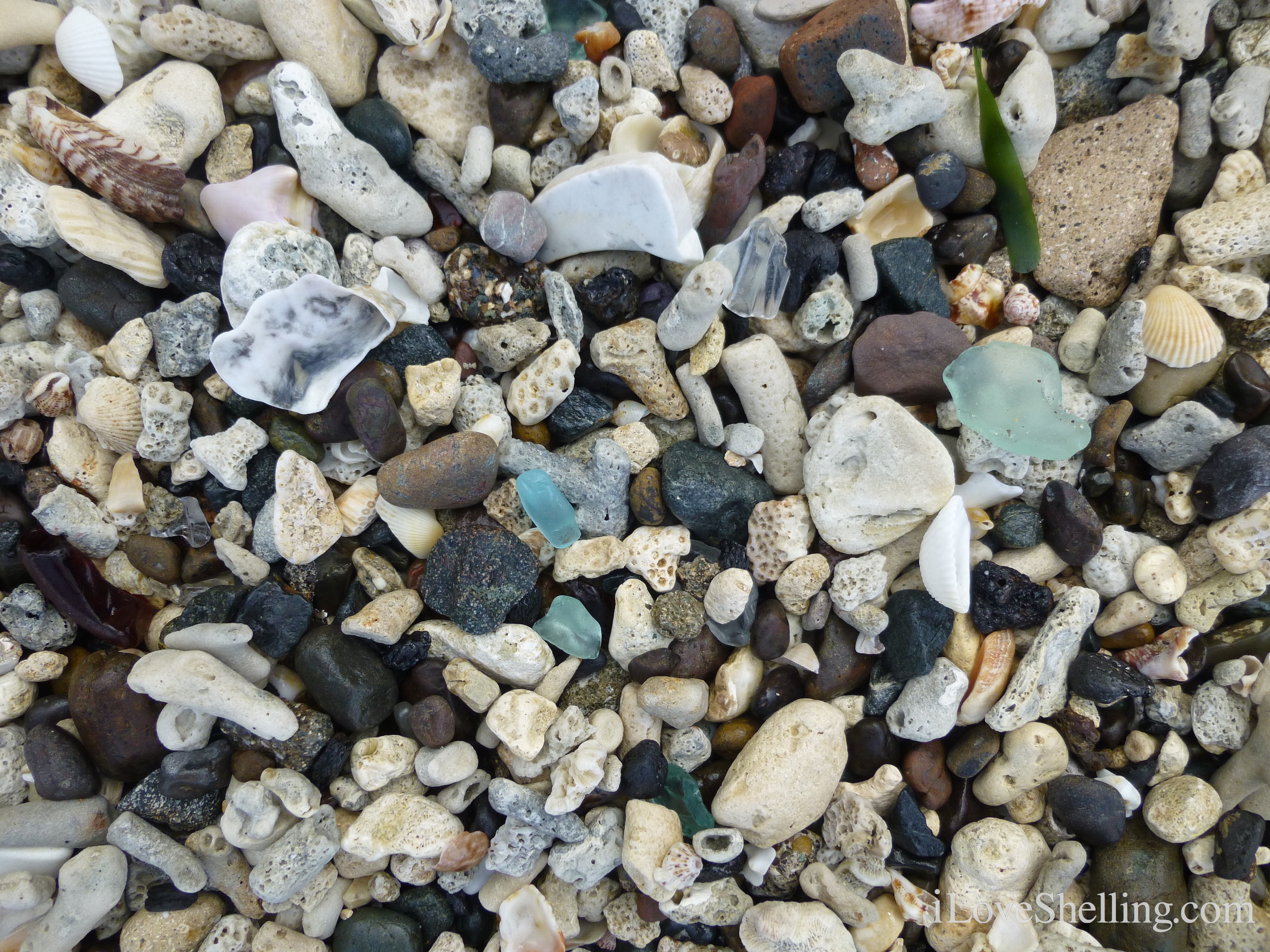 Our Weekend Collecting Seashells In Guantanamo Bay, Cuba | I Love Shelling