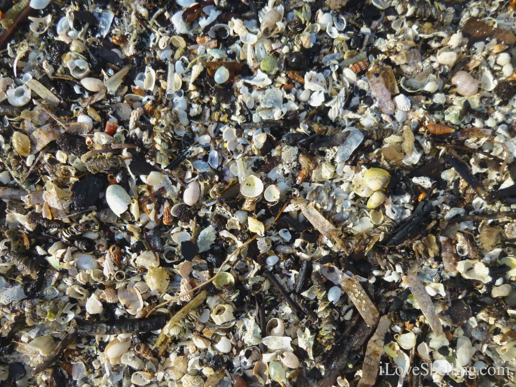 I Spy Seashells And Beach Bling | I Love Shelling