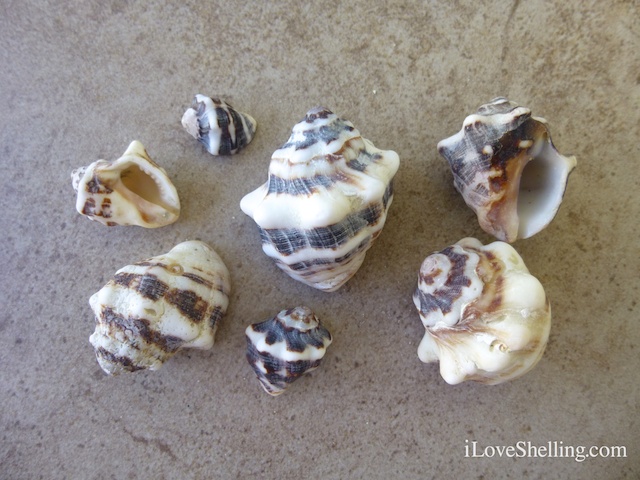 Seashells Collected From Guantanamo Bay Cuba | I Love Shelling