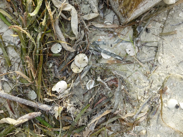 Bittersweet Baby Sand Dollars | I Love Shelling