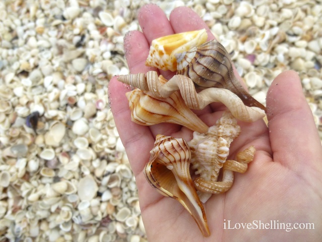4th Of July | i Love Shelling