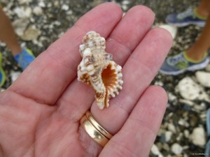 Cuban Caribbean Shell Identification | I Love Shelling