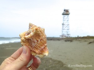 Our Weekend Collecting Seashells In Guantanamo Bay, Cuba | I Love Shelling