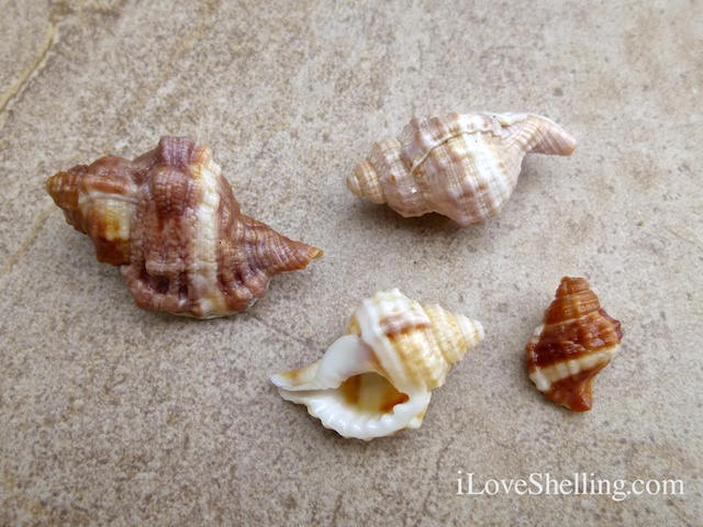 Cuban Caribbean Shell Identification | I Love Shelling
