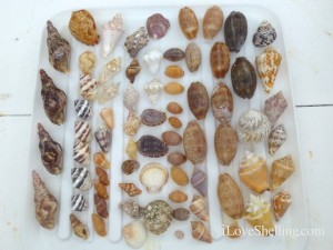 Our Weekend Collecting Seashells In Guantanamo Bay, Cuba | I Love Shelling