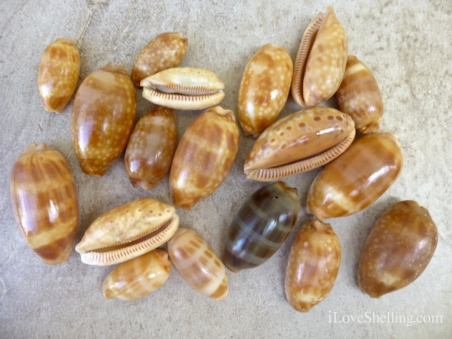 Atlantic Gray Cowrie | i Love Shelling