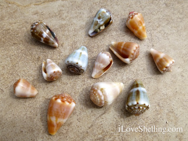 Cuban Caribbean Shell Identification | I Love Shelling