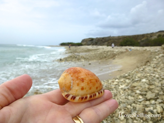 Our Weekend Collecting Seashells In Guantanamo Bay, Cuba | I Love Shelling