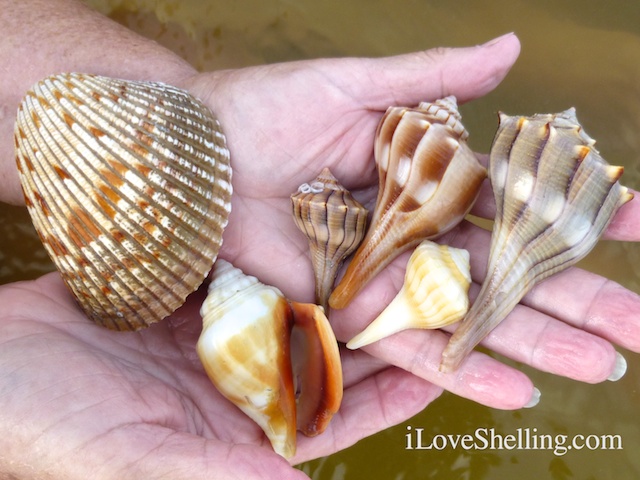 I Spy Seashells And Beach Bling | I Love Shelling