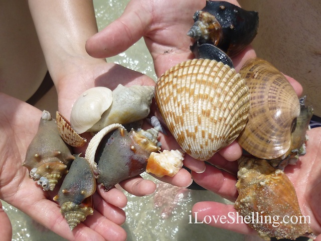Everything’s In The Pink When You’re On The Beach | I Love Shelling